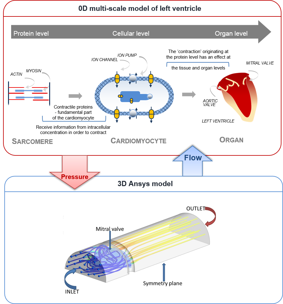 Using Ansys for Doctorial Research in Cardiovascular Engineering